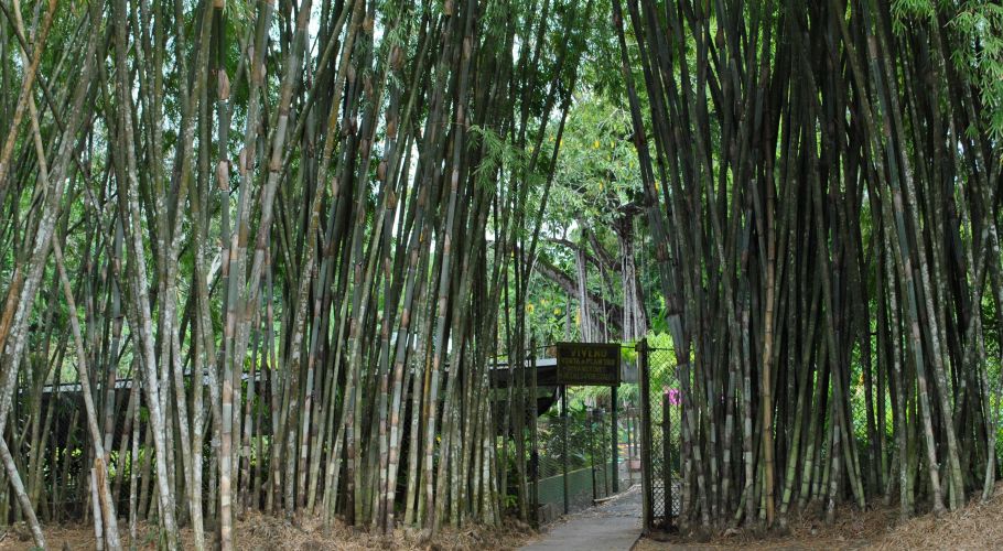 Summit Botanical Garden - Enjoy Panama